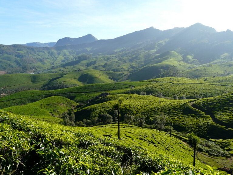 20 Best Munnar Tourist Places, Tea Gardens & Hidden Gems (2026 Guide)